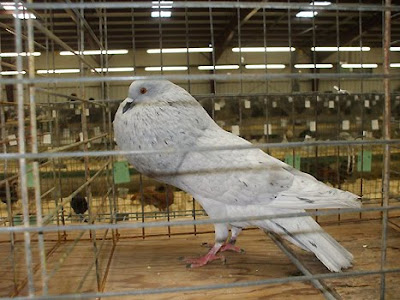 Horseman Thief Pouter Pigeon Pictures ~ ENCYCLOPEDIA OF PIGEON BREEDS