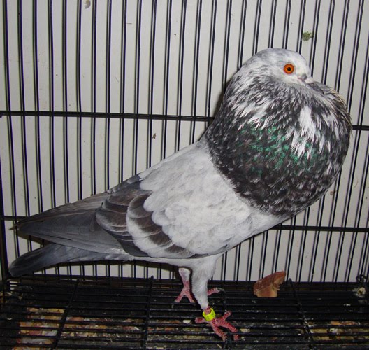 Horseman Thief Pouter Pigeon Pictures ~ ENCYCLOPEDIA OF PIGEON BREEDS