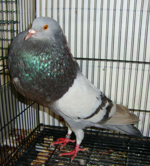 Horseman Thief Pouter Pigeon Pictures ~ ENCYCLOPEDIA OF PIGEON BREEDS