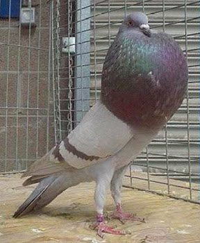 Horseman Thief Pouter Pigeon Pictures ~ ENCYCLOPEDIA OF PIGEON BREEDS