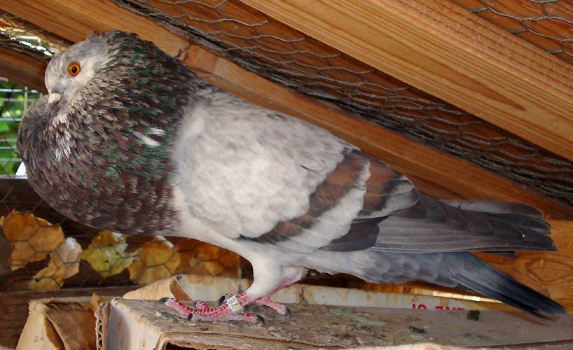 Horseman Thief Pouter Pigeon Pictures ~ ENCYCLOPEDIA OF PIGEON BREEDS