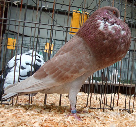 Horseman Thief Pouter Pigeon Pictures ~ ENCYCLOPEDIA OF PIGEON BREEDS