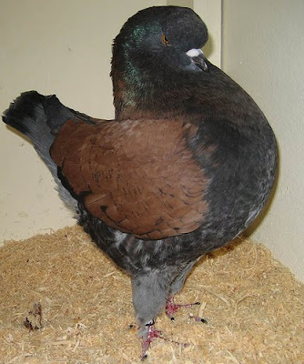 Schietti Modena Pigeon Pictures ~ ENCYCLOPEDIA OF PIGEON BREEDS