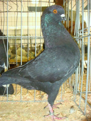 German Modena Pigeon Pictures ~ ENCYCLOPEDIA OF PIGEON BREEDS