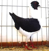 German Modena Pigeon Pictures ~ ENCYCLOPEDIA OF PIGEON BREEDS
