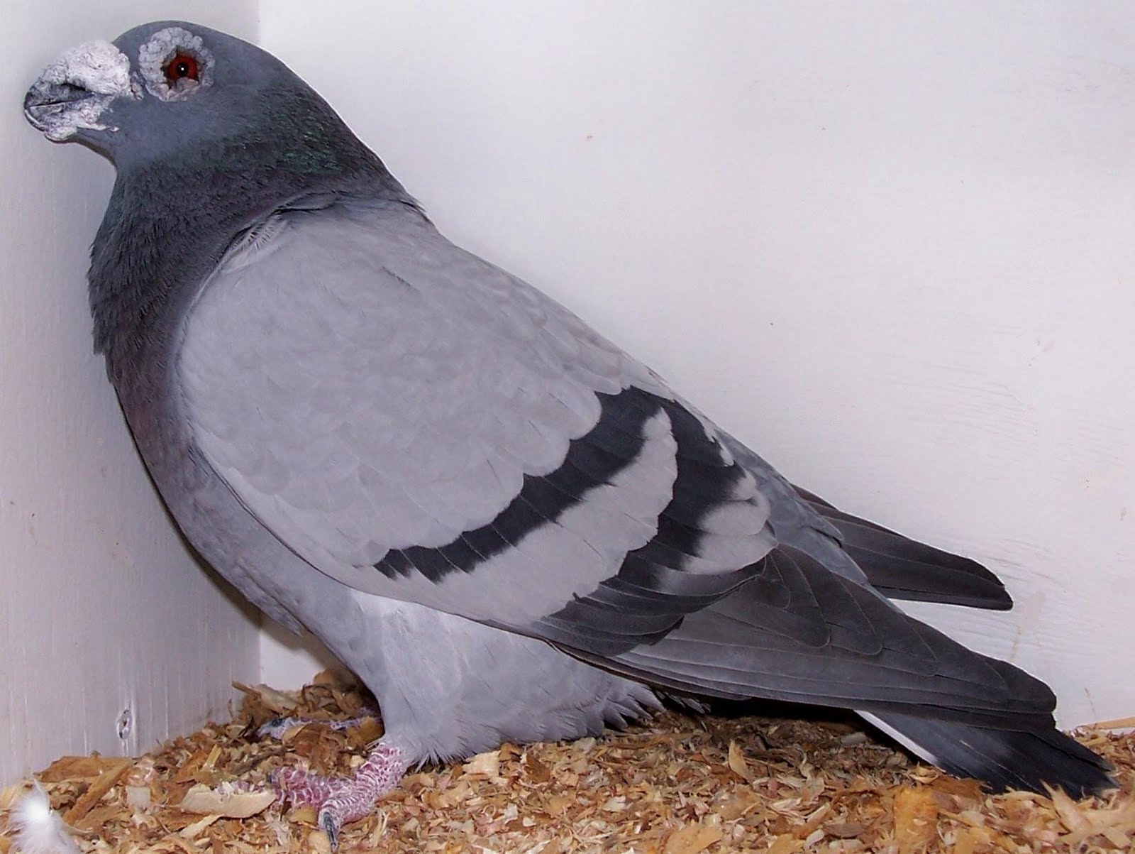 English Dragoon Pigeon ~ ENCYCLOPEDIA OF PIGEON BREEDS