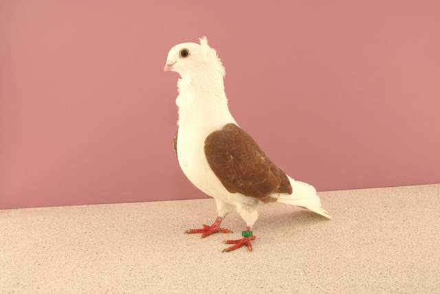 Old German Turbit Pigeon ~ ENCYCLOPEDIA OF PIGEON BREEDS