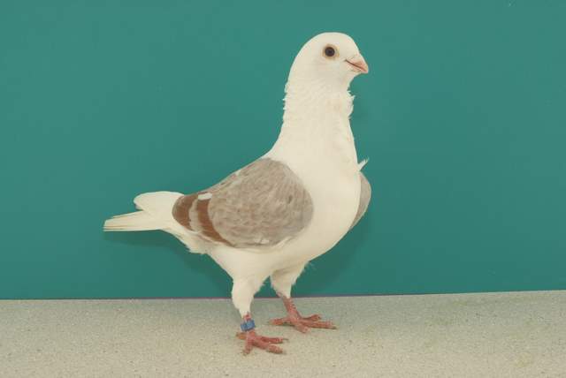 Macedonian Turbit Pigeon ~ ENCYCLOPEDIA OF PIGEON BREEDS