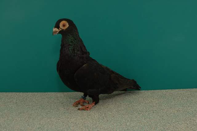 Spanish Barb Pigeon ~ ENCYCLOPEDIA OF PIGEON BREEDS