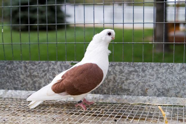 Polish Owl Pigeon ~ ENCYCLOPEDIA OF PIGEON BREEDS