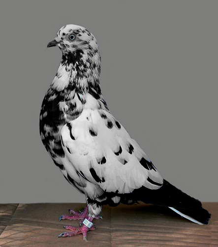 Parlor Tumbler Pigeon ~ ENCYCLOPEDIA OF PIGEON BREEDS