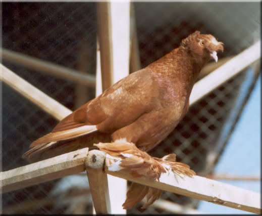 Ankut Turkish Tumbler Pigeon ~ ENCYCLOPEDIA OF PIGEON BREEDS