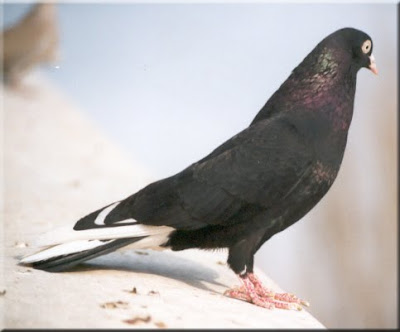 Bursa Turkish Tumbler Pigeon ~ ENCYCLOPEDIA OF PIGEON BREEDS