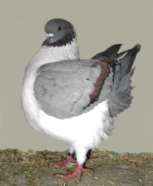 Gazzi Modena Pigeon Pictures ~ ENCYCLOPEDIA OF PIGEON BREEDS