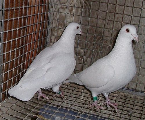 White Flying Homer Pigeon Pictures ~ ENCYCLOPEDIA OF PIGEON BREEDS