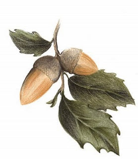 Eva Gey Ilustración: enero 2010