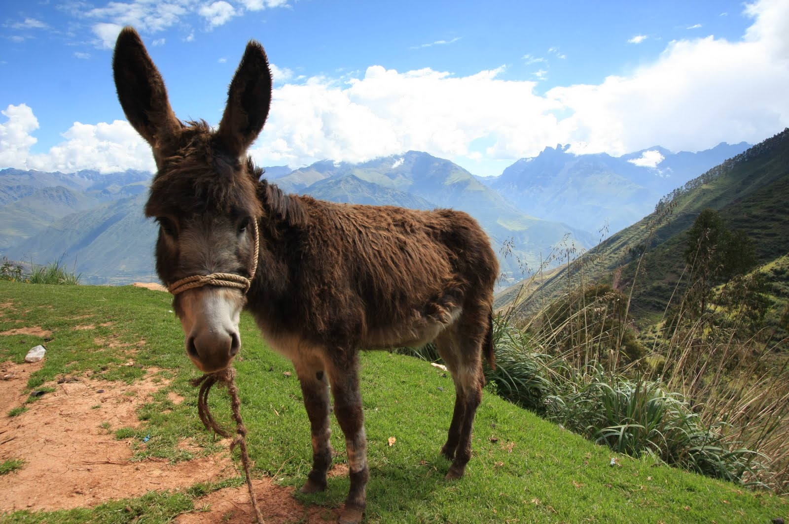Daf and El do Peru: Donkey!