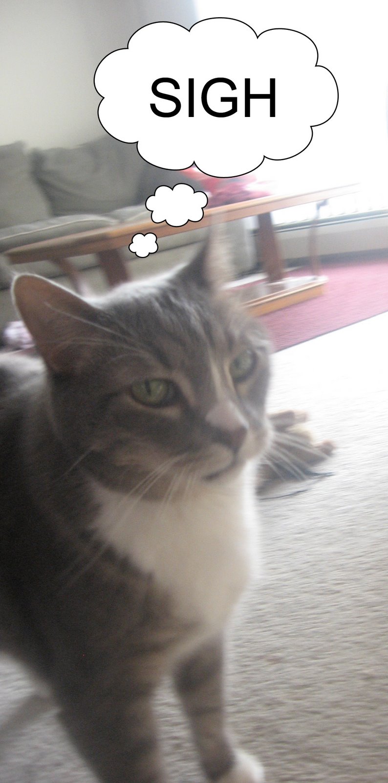 Knituition: ugh..a cat post