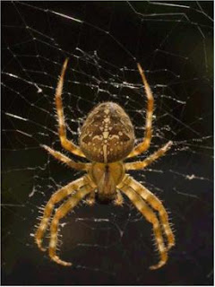 De Nieuwsgier: Kruisspin verkozen tot 'Europese spin van 2010'