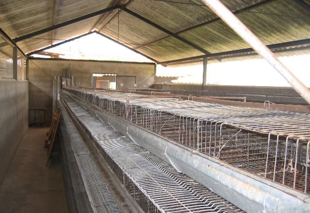 Criação de Codornas: Vantagens da Criação de Codornas
