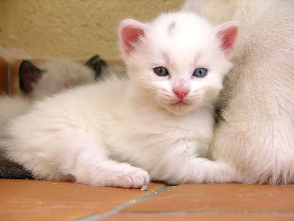 Galería de JAM: Gato Blanco