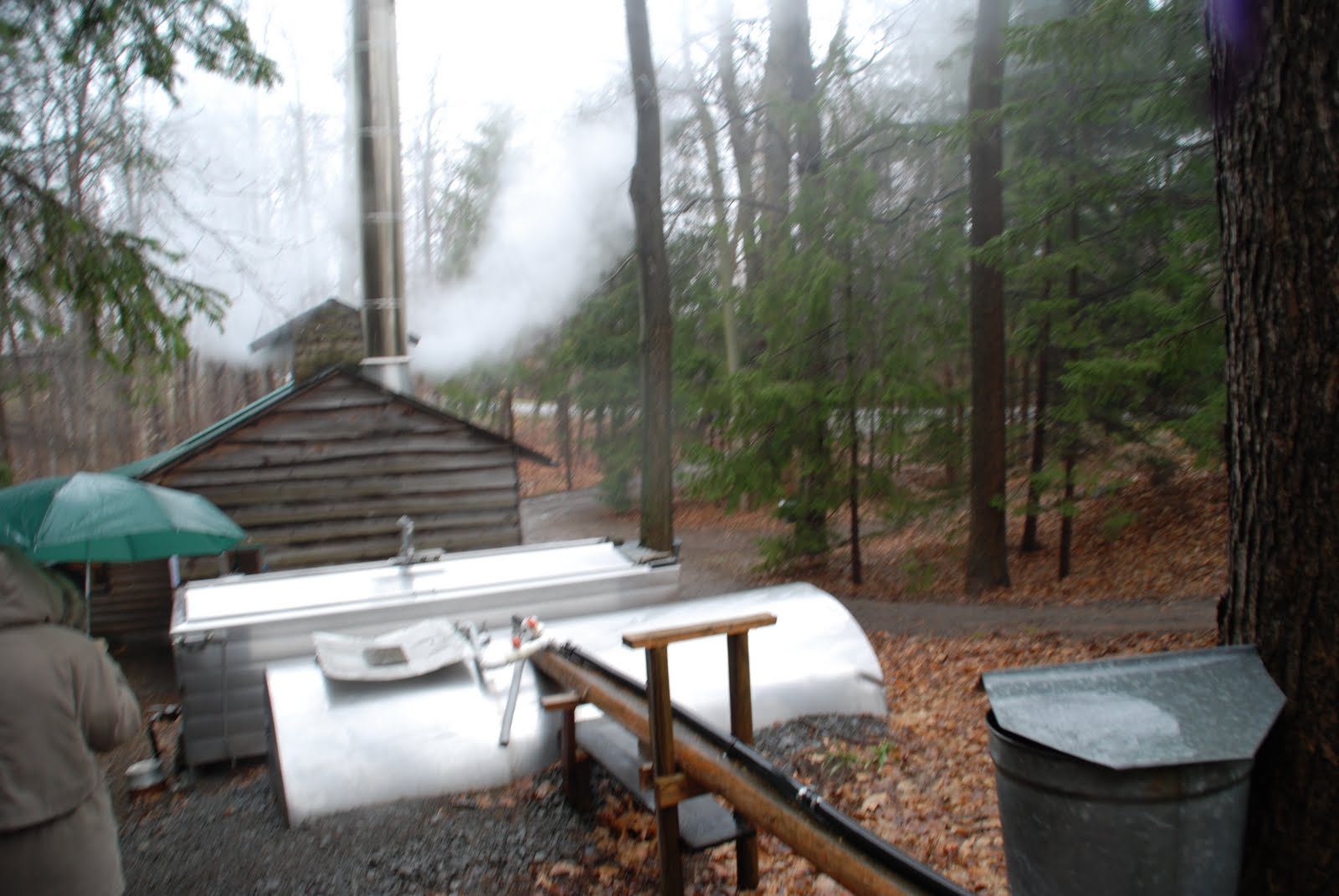 Mission Musings: MAPLE SYRUP TIME
