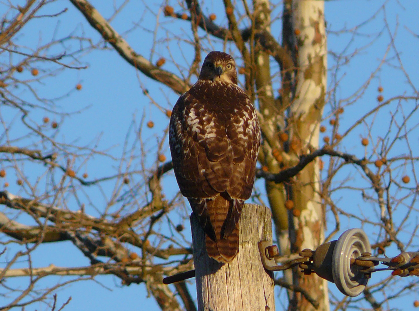 I Love Quoddy WILD: Quoddy Travellers - Red-tailed Hawk in Ohio