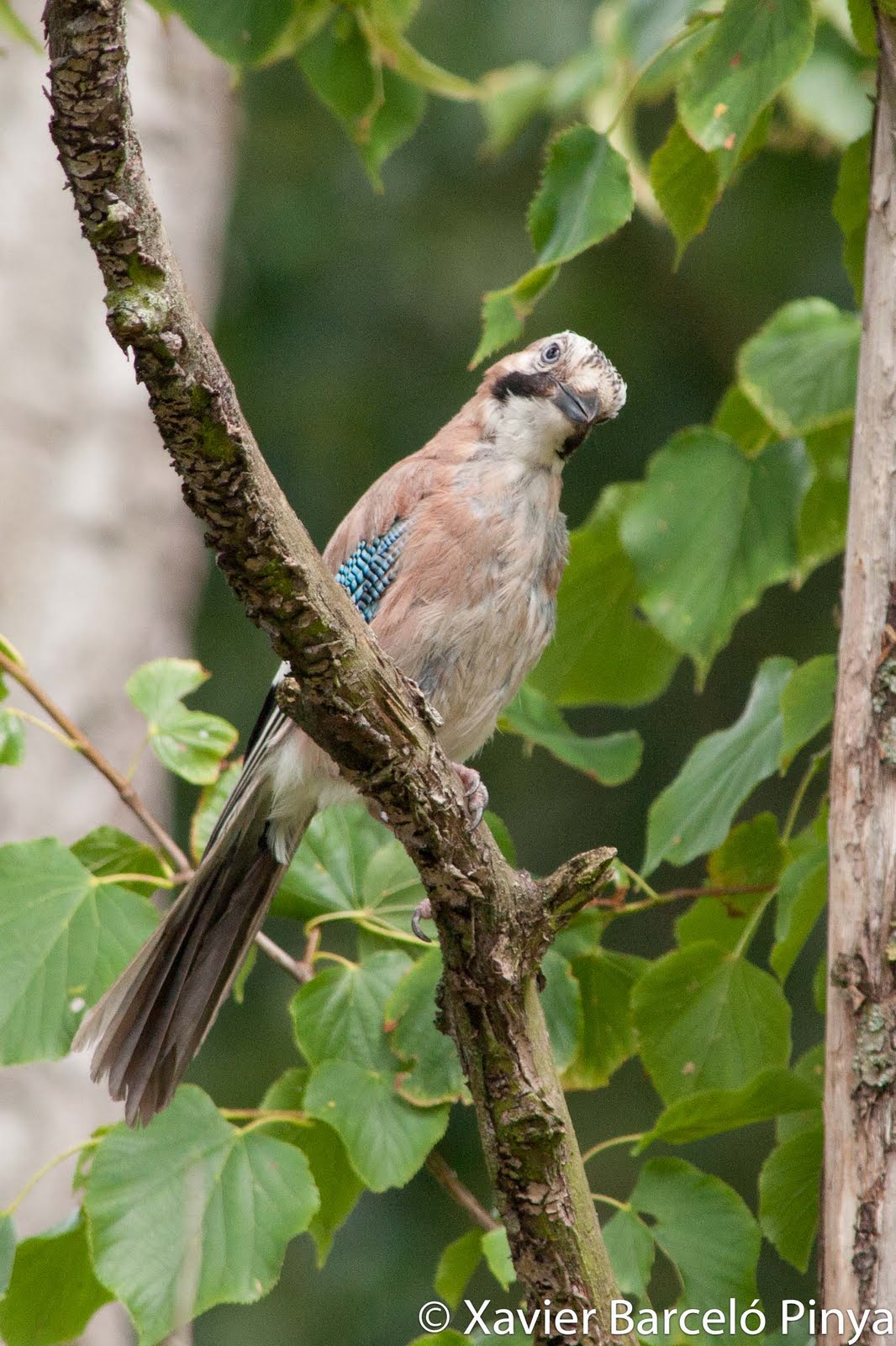 L'ocell blau: Gaig i agrons