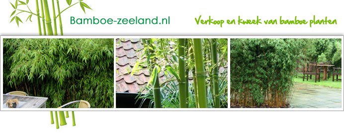 Bamboe planten, bomen en struiken - bamboekwekerij in Zeeland