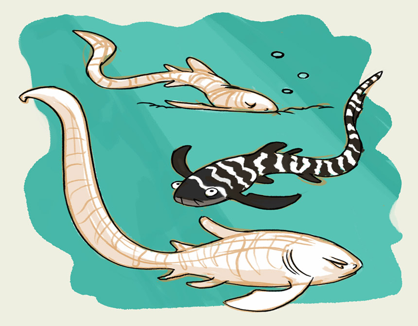 Sharky Malarkey: Day 3: Zebra Sharks!