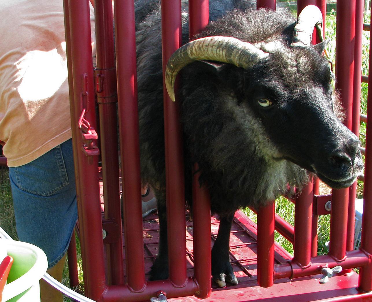 Red Brick Road Farm Icelandic Sheep & Wool: Weekend sheep work