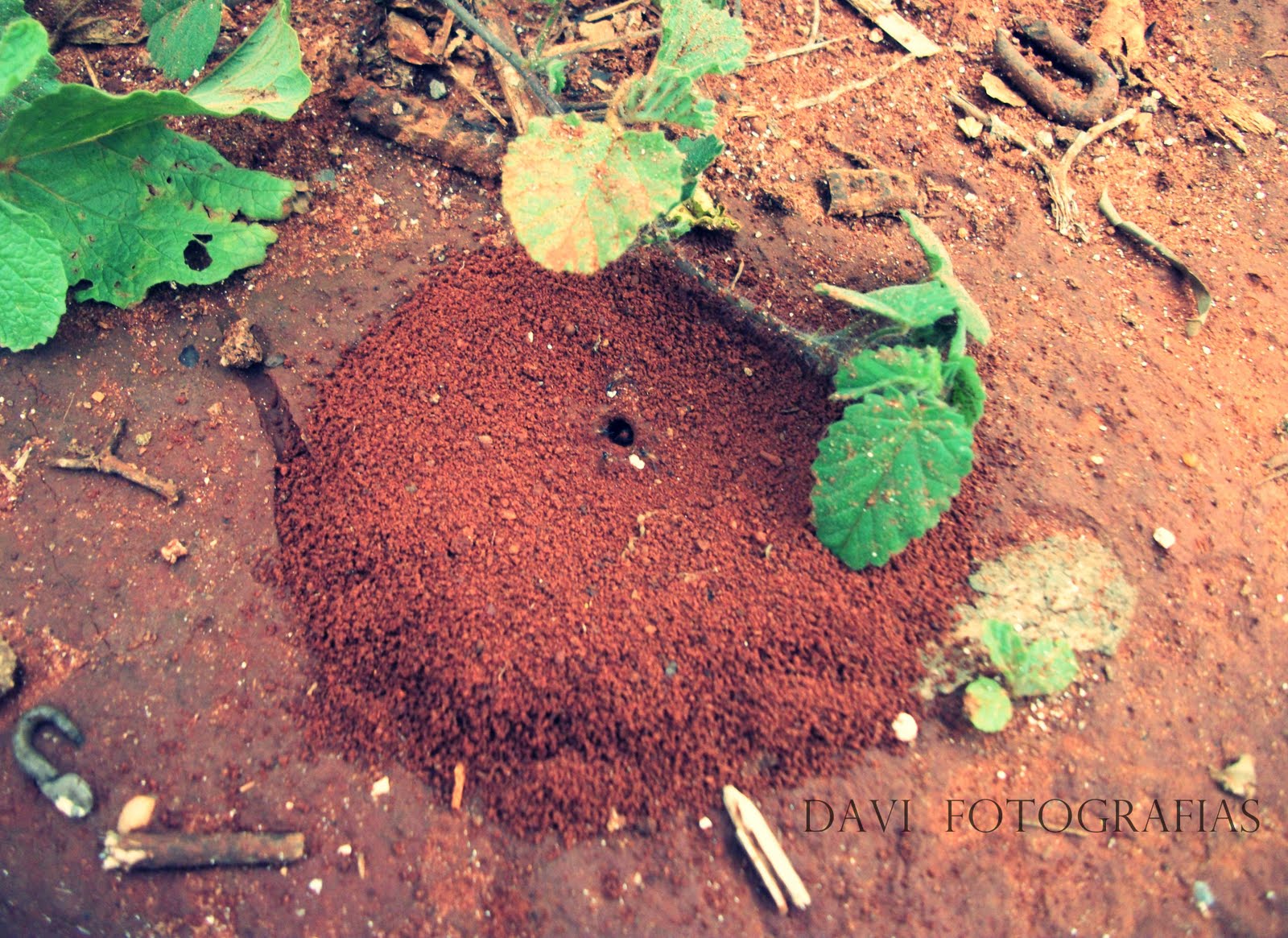 Fotografias: formigueiro