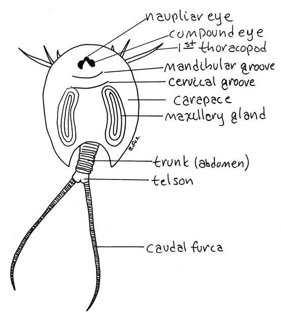 Andre Blog: Triops, Spesies Hewan Purba yang Masih Bertahan Sejak 350 ...
