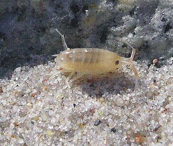 Burbúja Púrpura: A toda madre...!