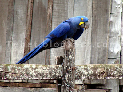 Anodorhynchus-Arara Azul