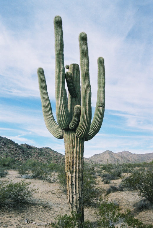 Minčių terasa...: Amerikietiškos dykumos