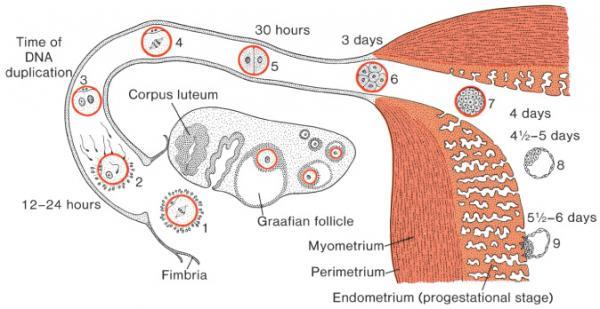 FaridMedicine: Zygote Development: Cell Division and Implantation...