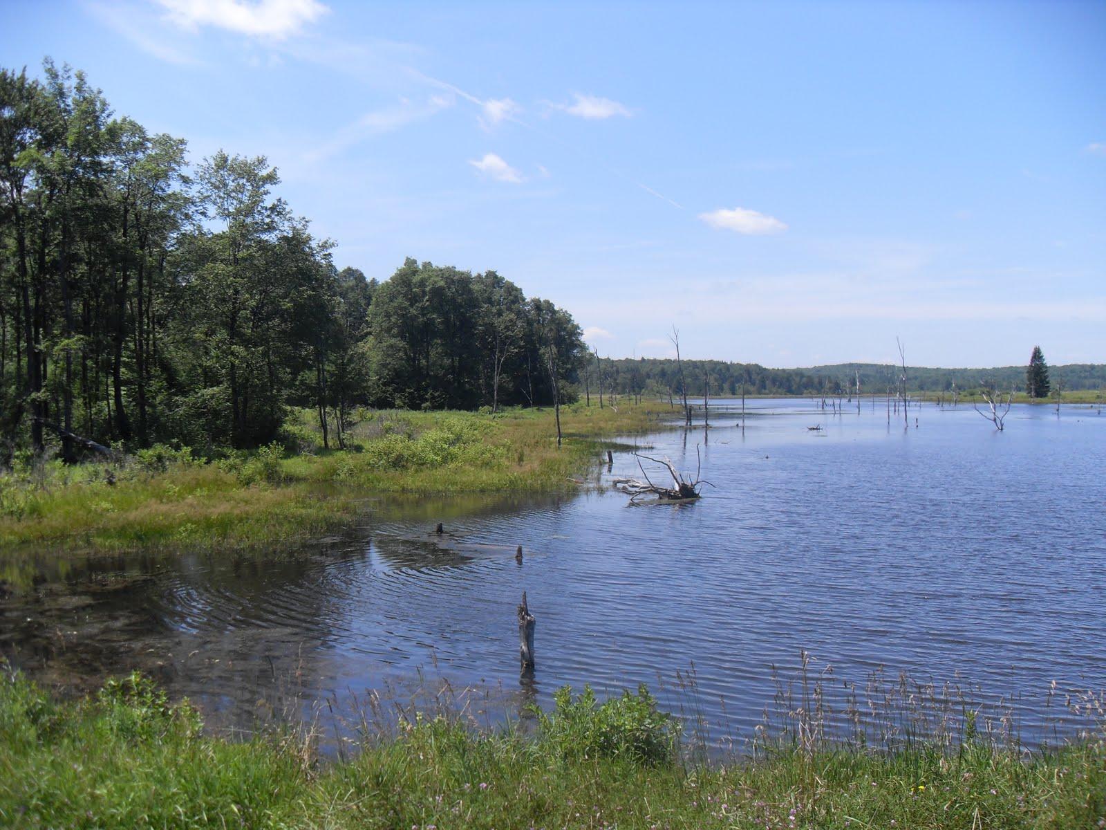 The Allegheny Journal: A Backwoods Adventure Guide: Buzzard Swamp