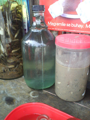 PIDJANGA of Mainit, Surigao Norte: Albutra, GR, Ginamos