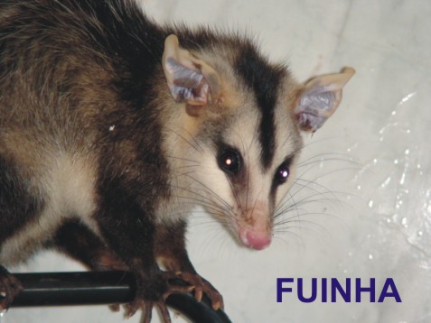 Blog IPIGUÁ: CAÍDO DO CÉU