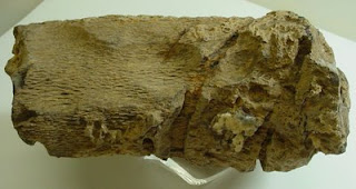 Agates of the Oregon Coast: Strange Petrified Teredo Wood Specimen