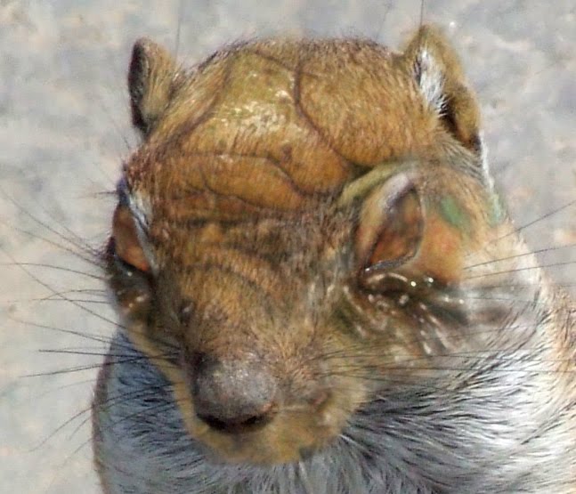 Zombie Squiggs: Zombie animals part 17- Zombie Chipmunk