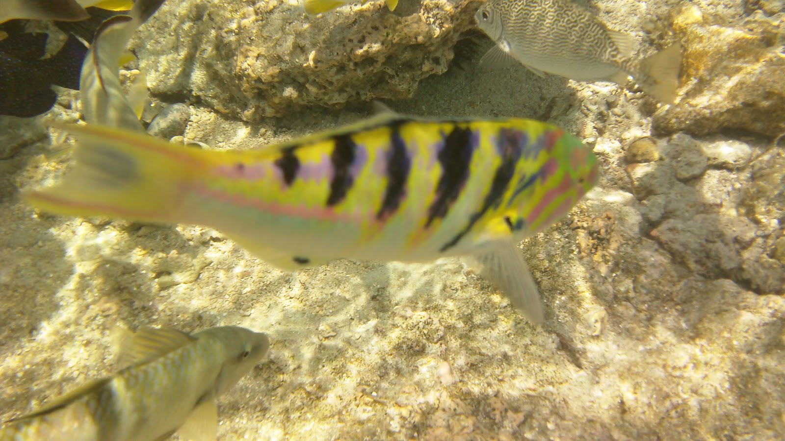 Anne-Myriam en stage à Tahiti: Lagoonarium!!!!
