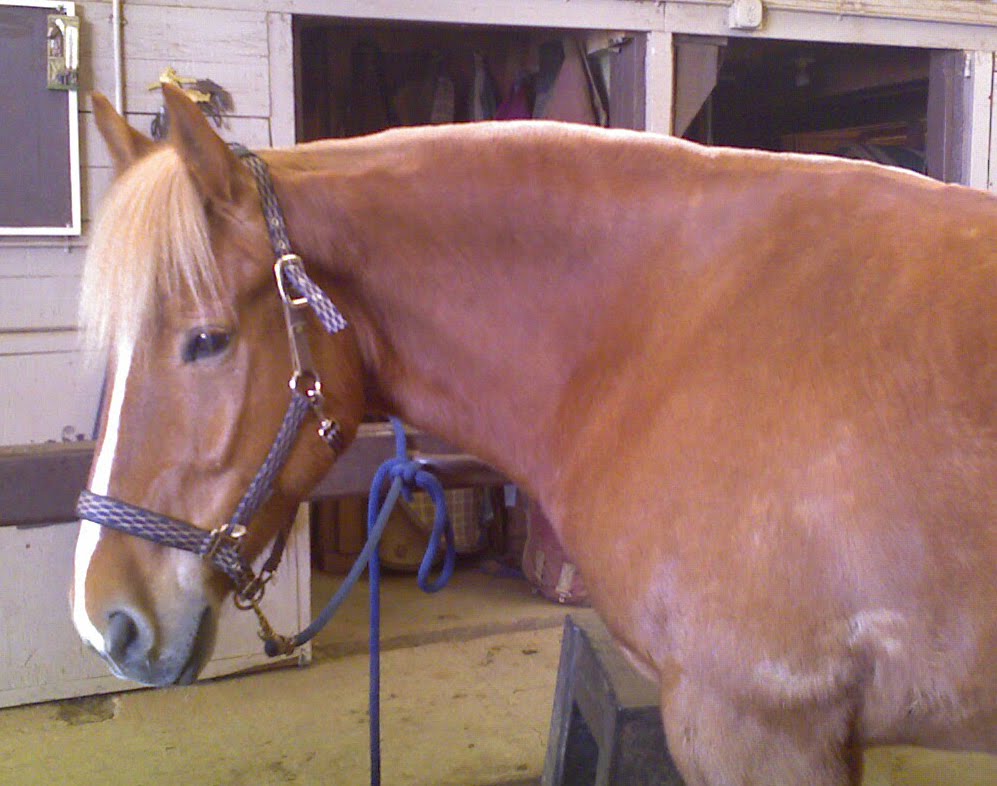 The Hungarican Chick: Roached!