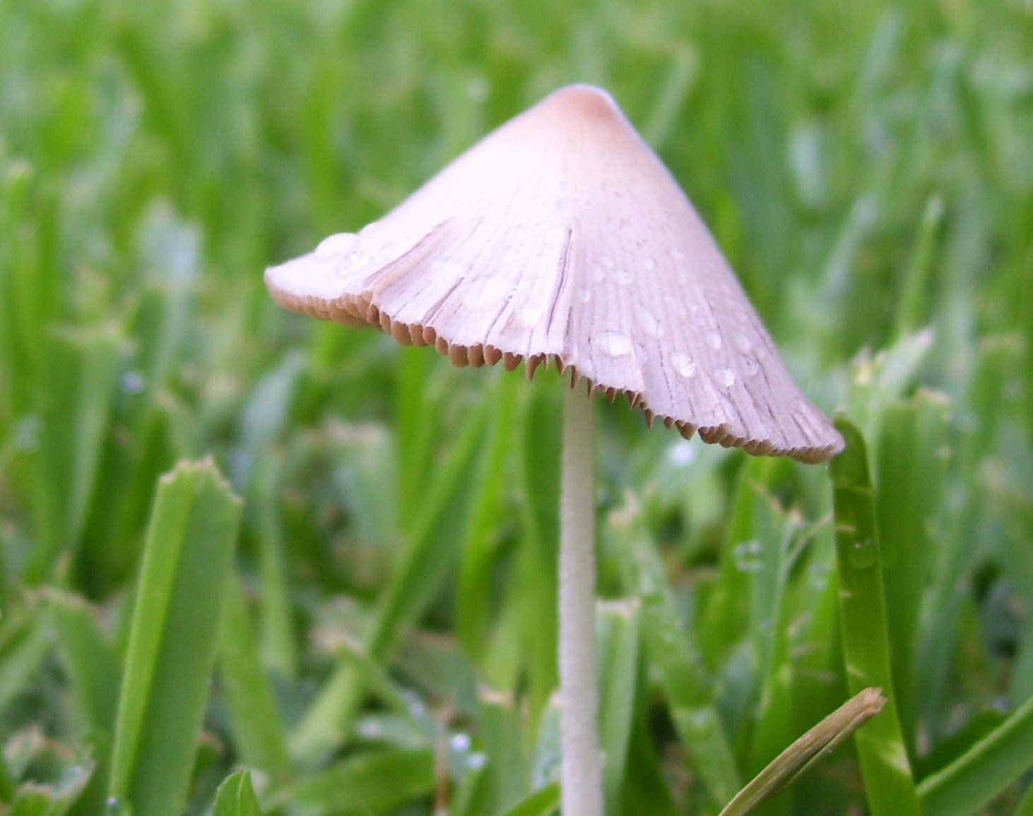 PeridotsGardenBlog: Mushrooms, Toadstools or Fungi?