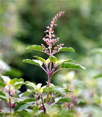 goûter le monde: Le basilic sacré de l'Inde