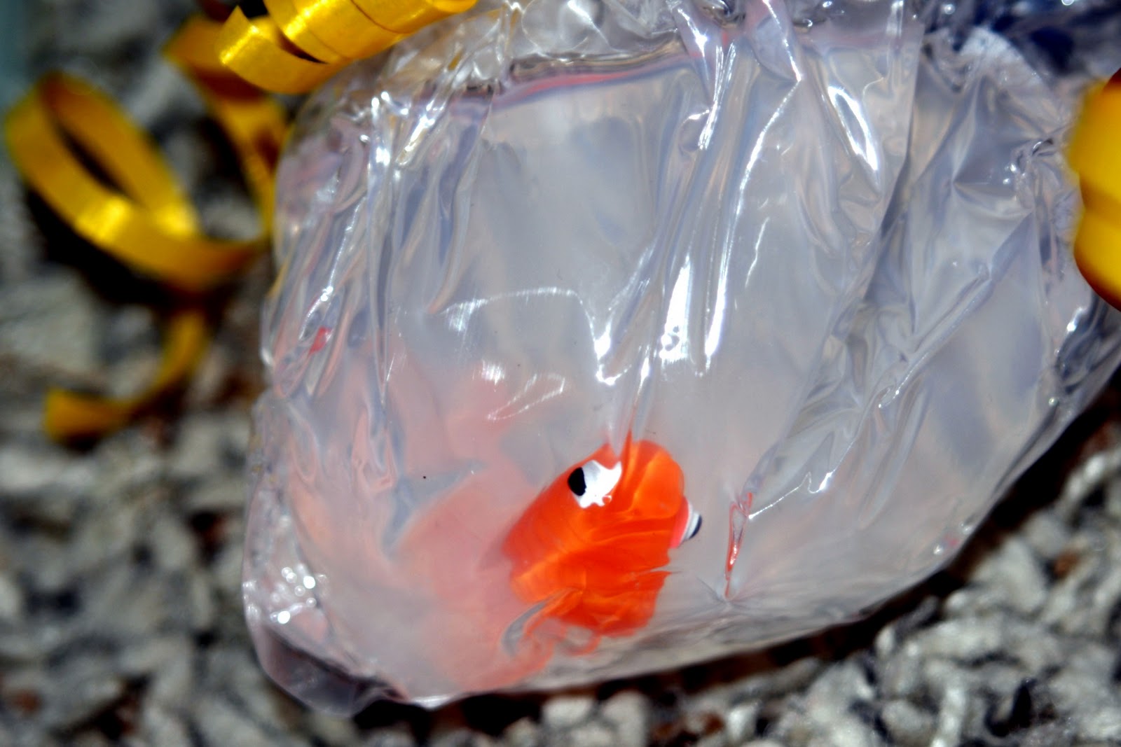 Always Chasing Life: Birthday Party Carnival Gold Fish Prize