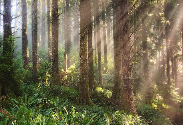 Bosque en Oregon - USA | De todo un poco...noticias, tecnología ...