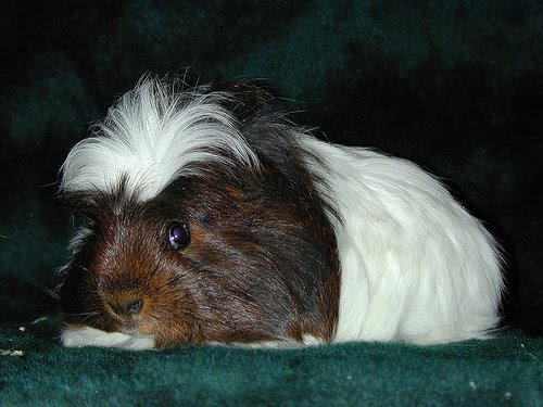 ΦΙΛΟΙ ΤΩΝ ΖΩΩΝ: Οι ράτσες των ινδικών χοιριδίων