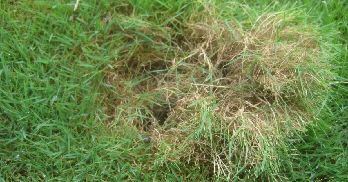 Turf King Hamilton Lawn Care Bent Grass Woes